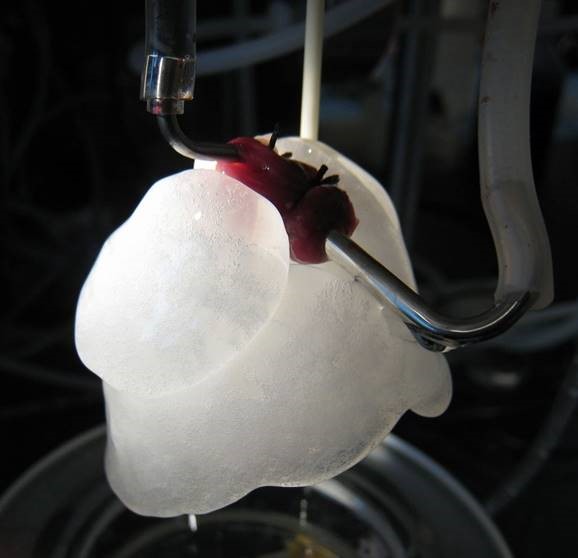 Nuovo studio del DRI di Milano: Creato il primo pancreas “assemblato ... Nuovo studio del DRI di Milano: Creato il primo pancreas “assemblato ...